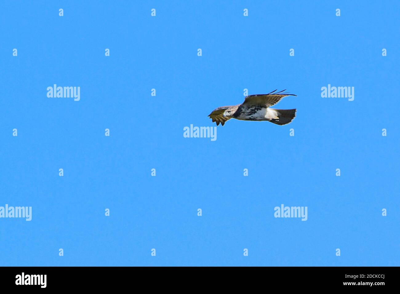 Hawk mountain pa hi-res stock photography and images - Alamy