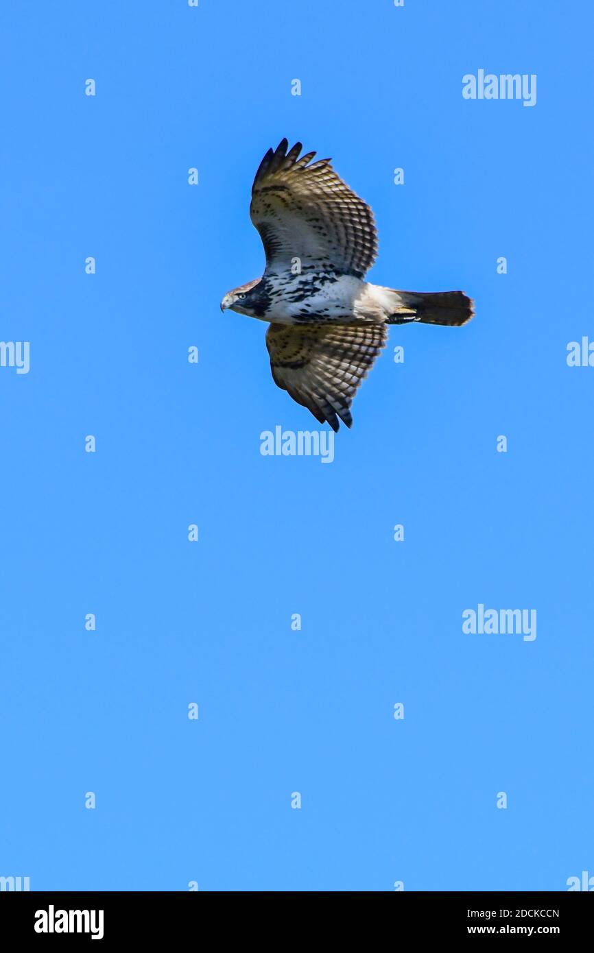 Raptors hawks and turkey vultures flying over Hawk Mountain ...