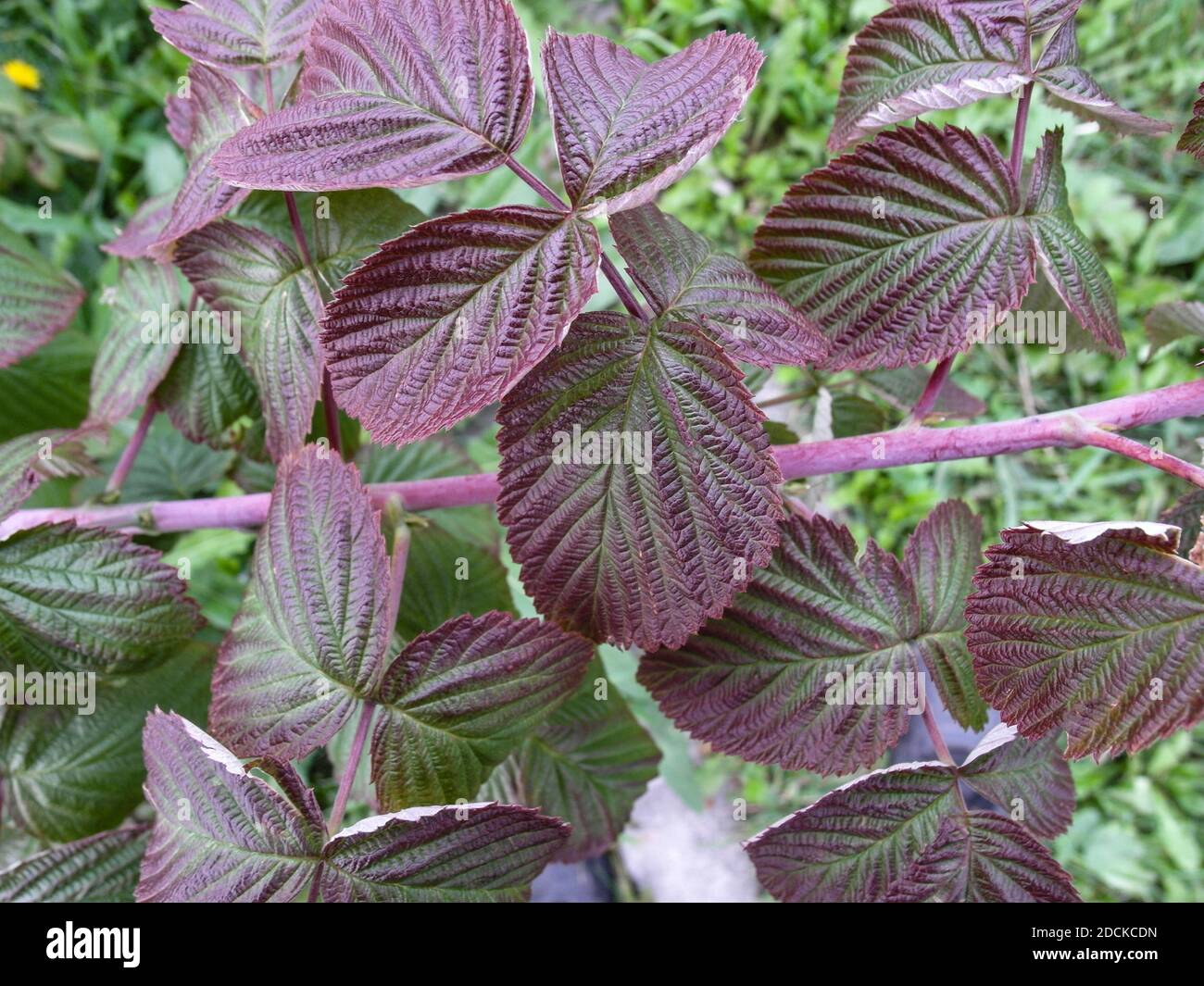 Village. Foliage. Raspberries plant leaves. Organic agriculture ...