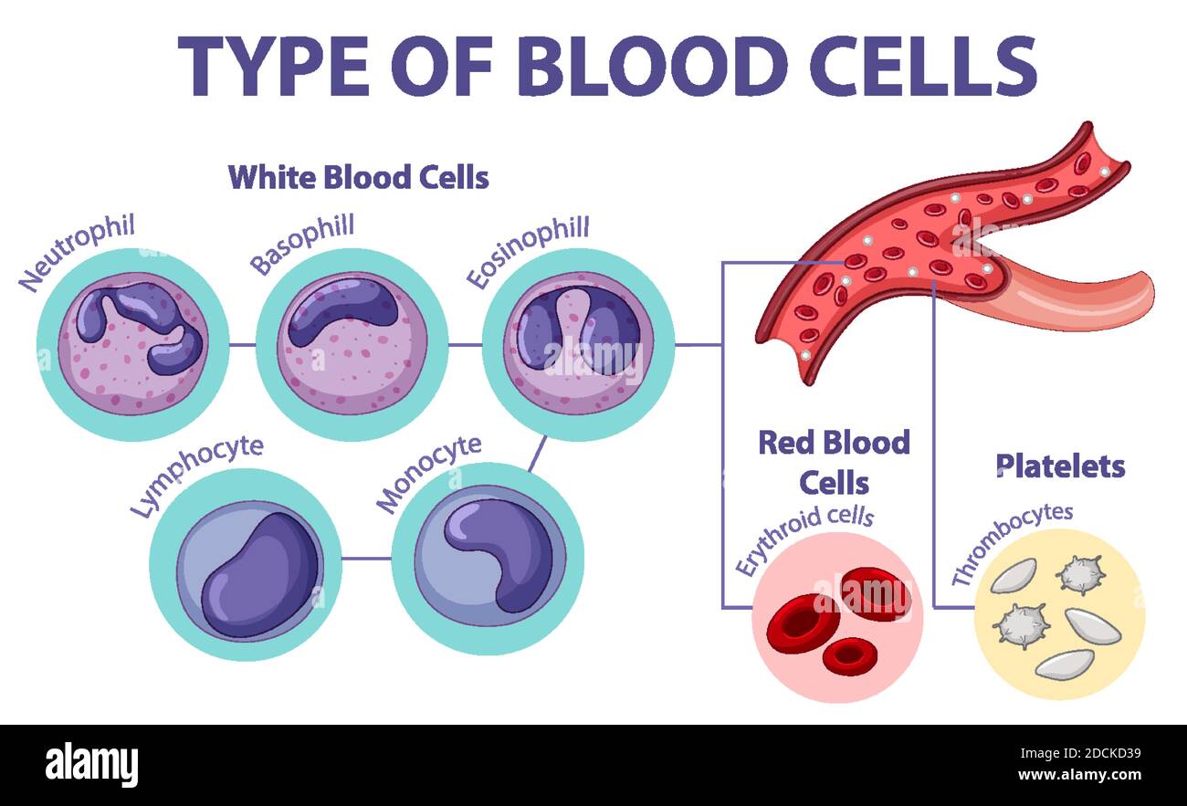 Type of blood cells illustration Stock Vector Image & Art - Alamy