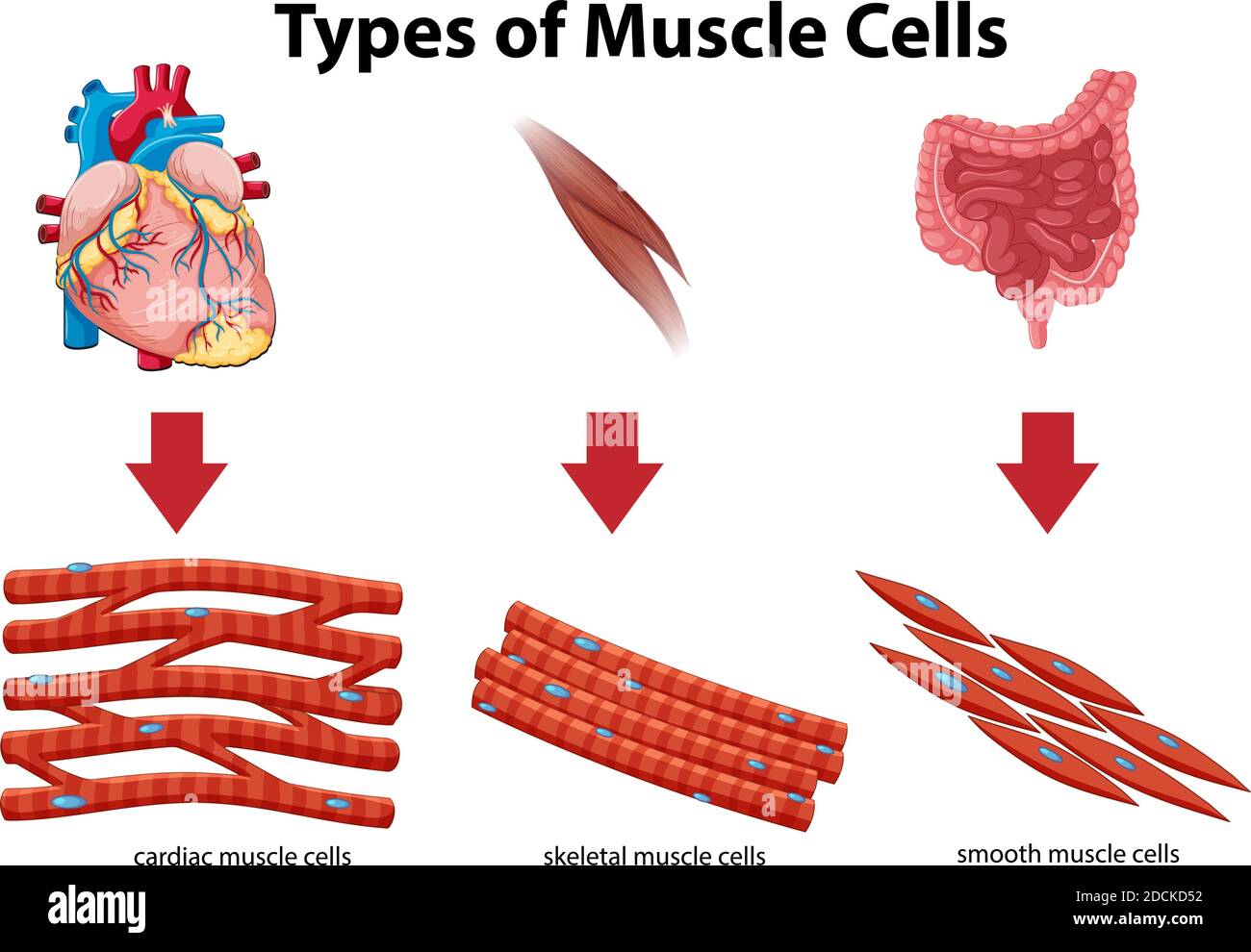 Information poster of muscle cells illustration Stock Vector Image ...