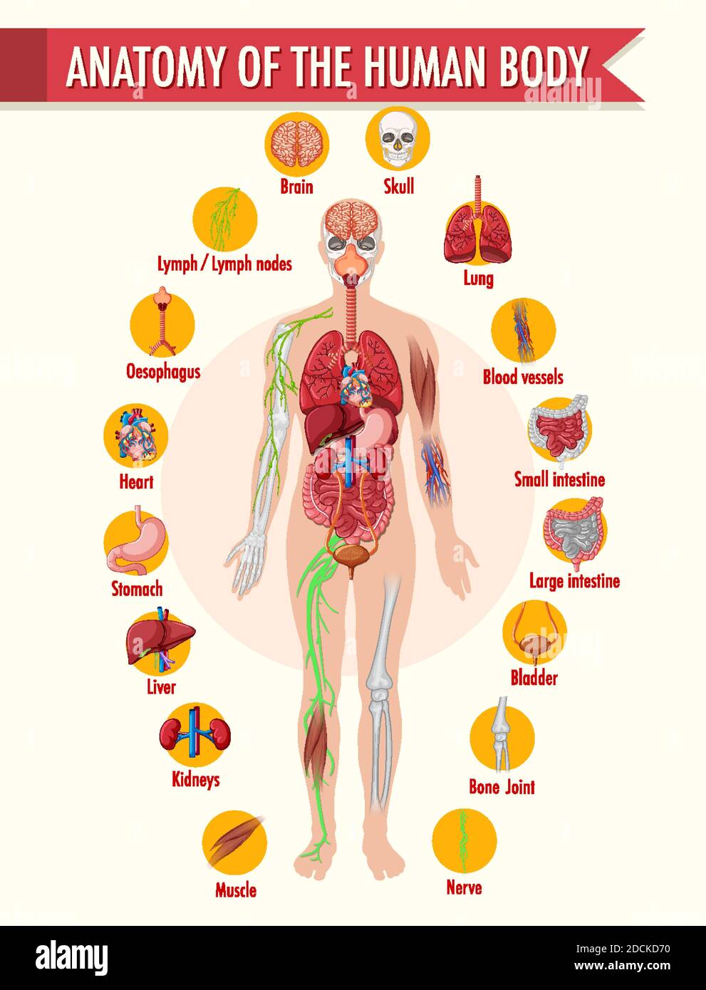 Anatomy of the human body information infographic illustration Stock ...
