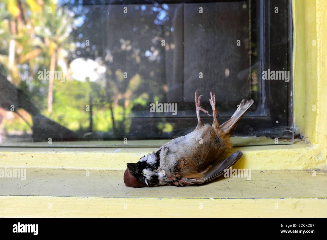 Dead bird on a glass window. Bird hitting or crashing into house or ...