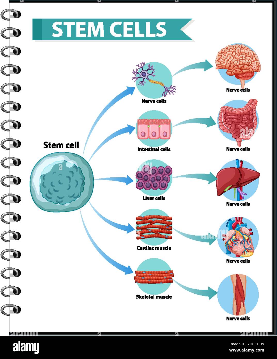 Undifferentiated cells Cut Out Stock Images & Pictures - Alamy