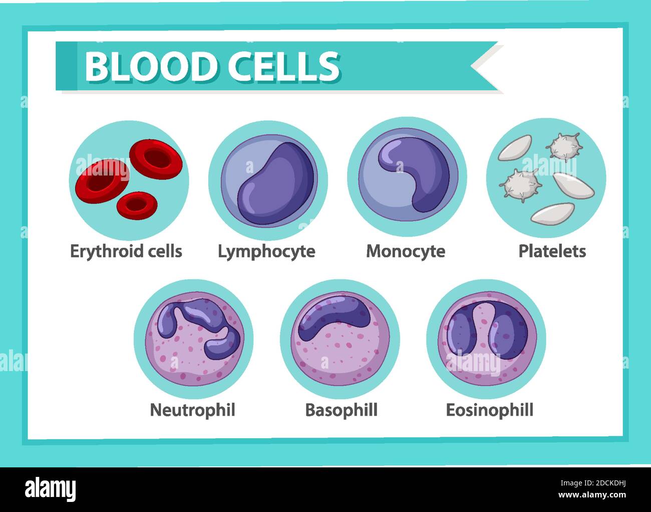 Type of blood cells illustration Stock Vector Image & Art - Alamy