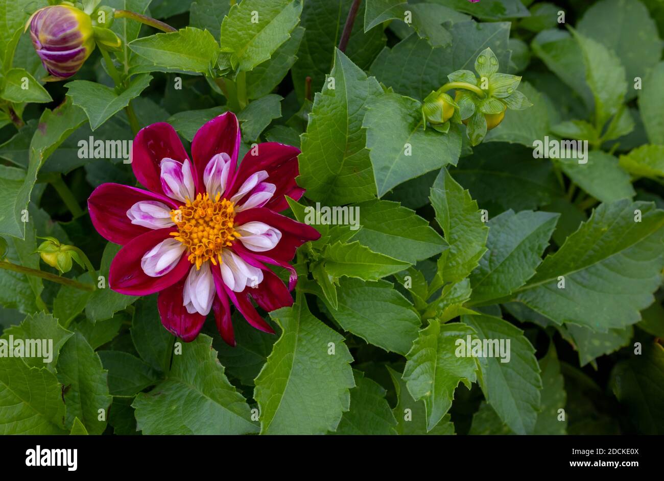 Dahlia Night Butterfly High Resolution Stock Photography and Images - Alamy