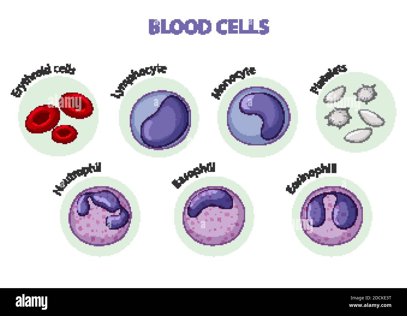 Type of blood cells illustration Stock Vector Image & Art - Alamy