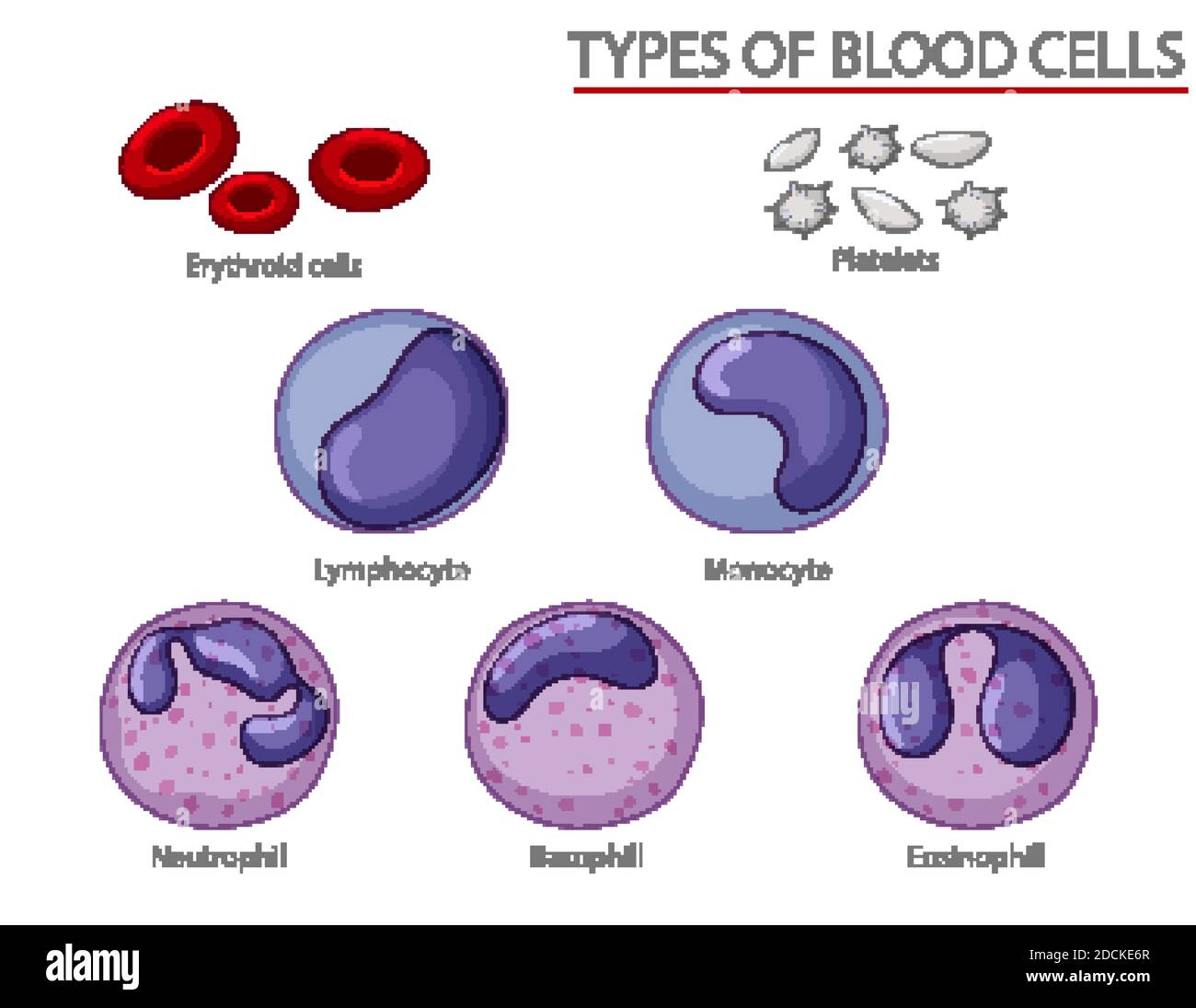 Type of blood cells illustration Stock Vector Image & Art - Alamy