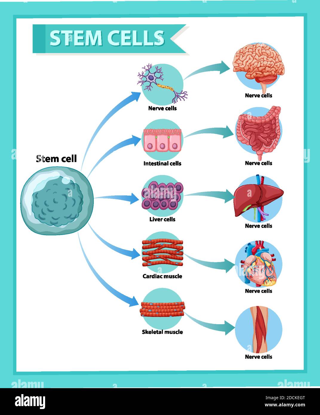 Information poster on human stem cells illustration Stock Vector Image ...