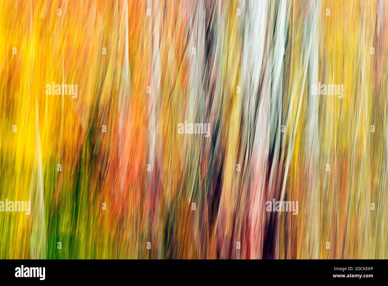 Tree trunks with autumnally discolored leaves, wipe technique ...