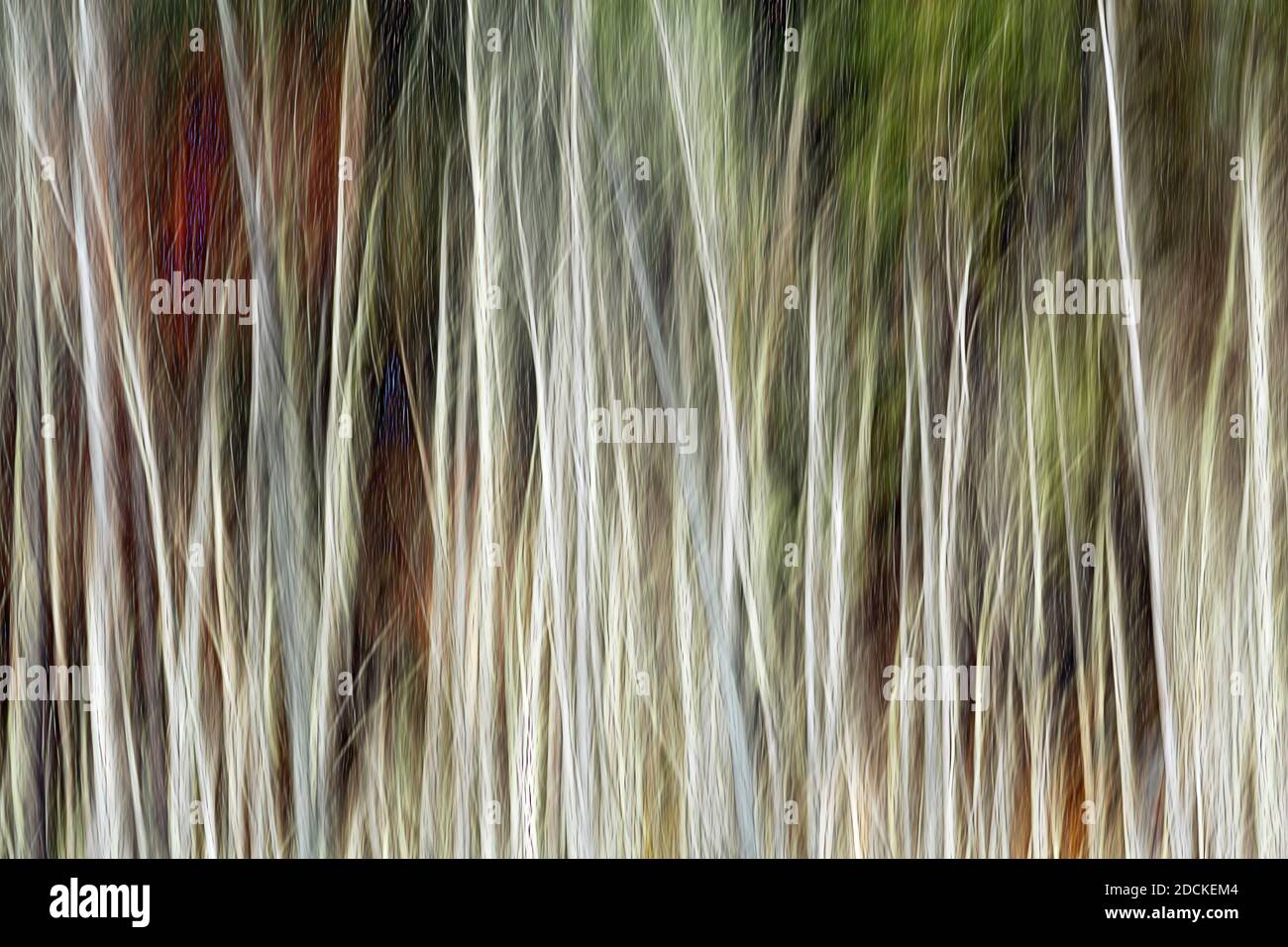 Trunk image hi-res stock photography and images - Alamy