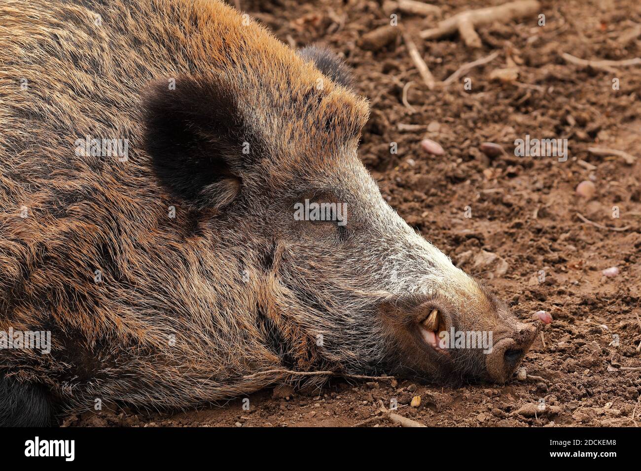 Wild boar (Sus scrofa) wild boar, animal portrait, captive, Hesse ...