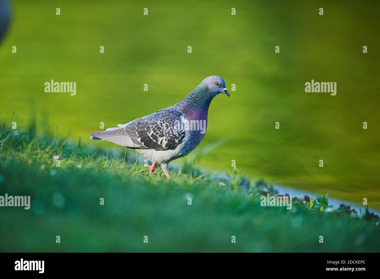 Feral pigeons (Columba livia domestica), at the shore of a lake ...