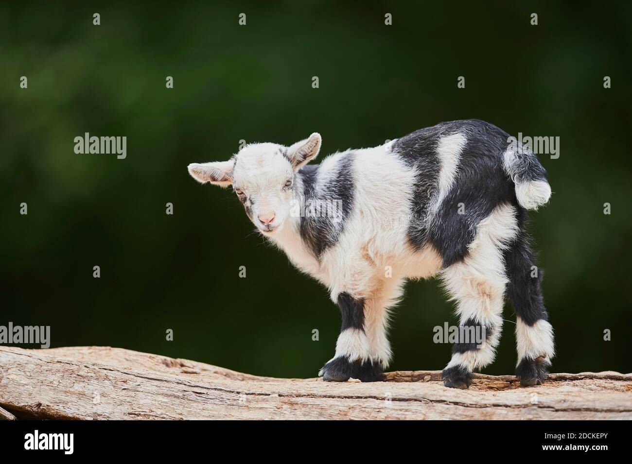 Goat farming europe hi-res stock photography and images - Alamy