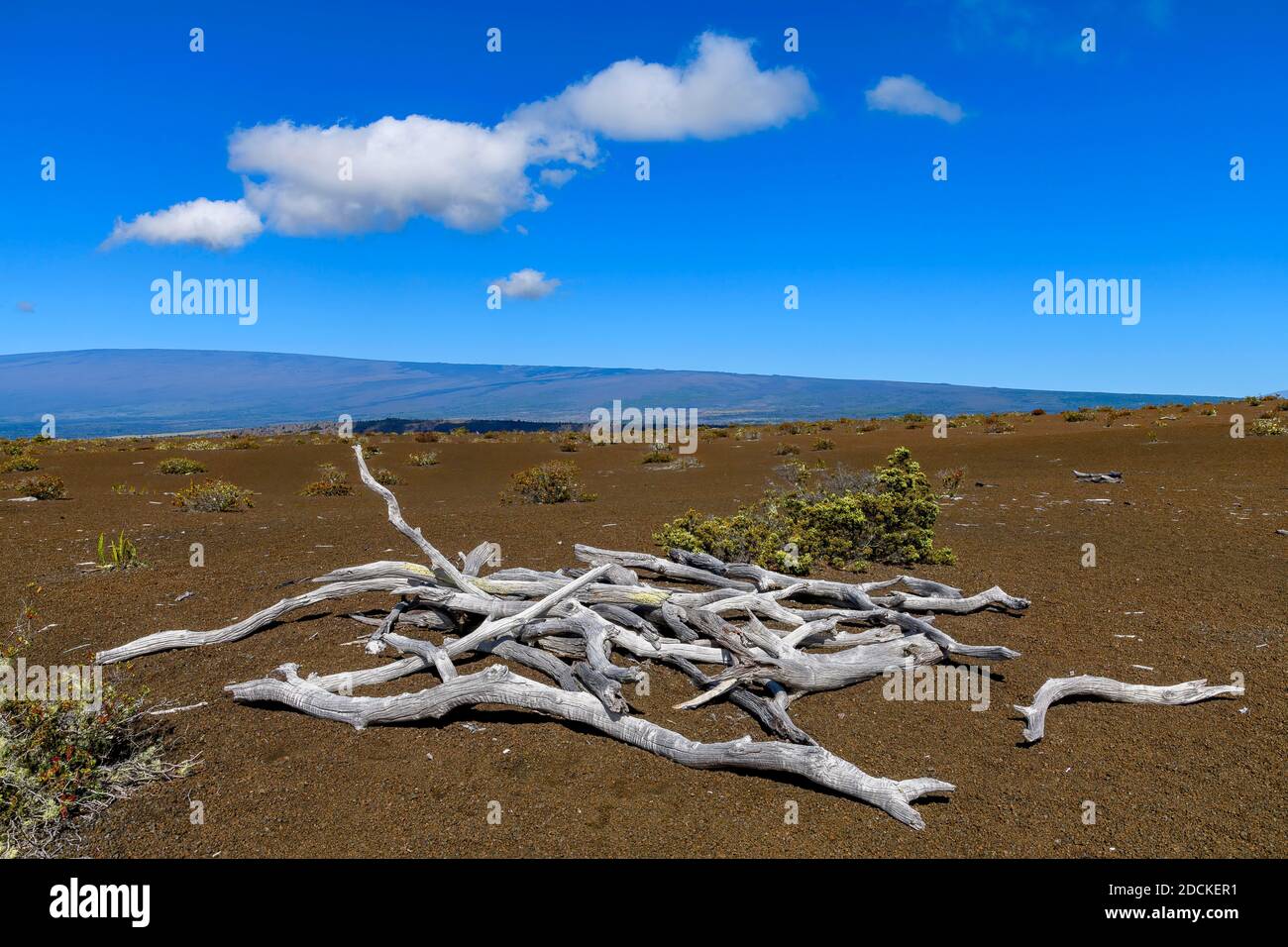 Dead wood in barren lava desert, Devastation Trail, Hawaii, Hawai'i ...
