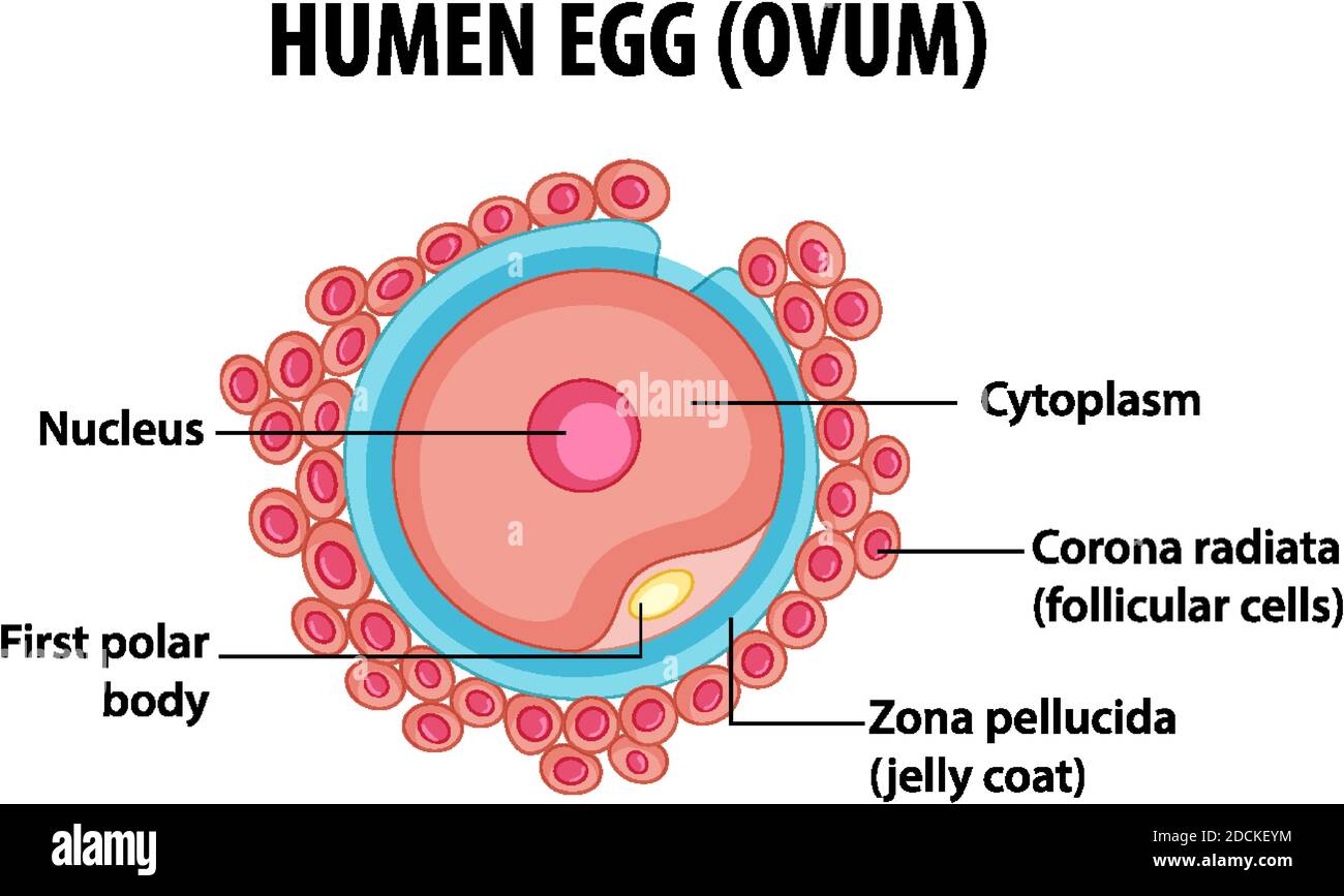 Egg cell structure Stock Vector Images - Alamy