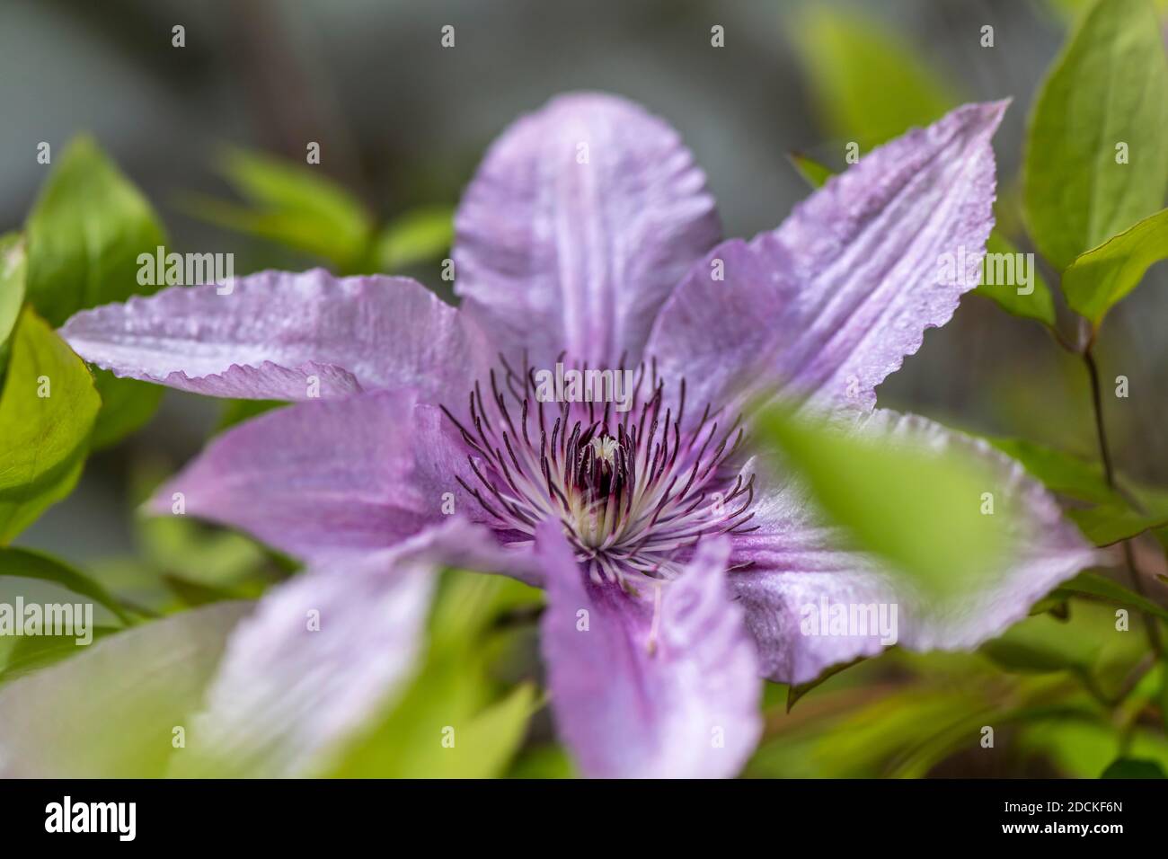 Flower of a purple Clematis, Bavaria, Germany Stock Photo - Alamy