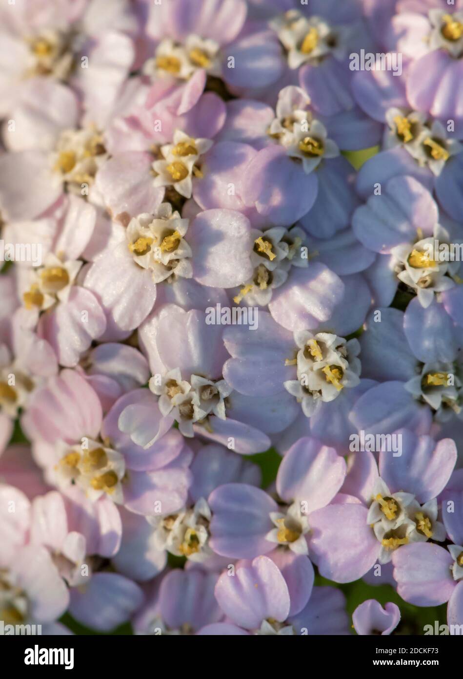 Yarrow blossom hi-res stock photography and images - Alamy