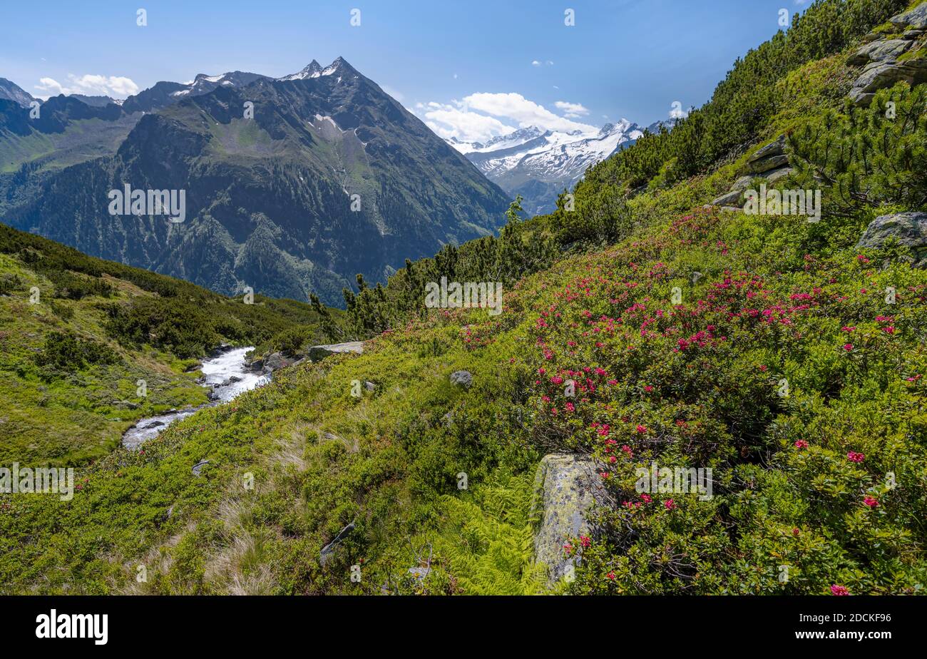 Flowering alpine roses, Berliner Hoehenweg, middle Grosser Greiner ...
