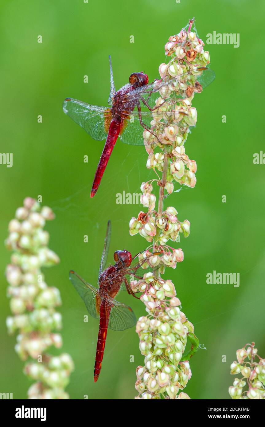 Two dragonfly animals hi-res stock photography and images - Alamy