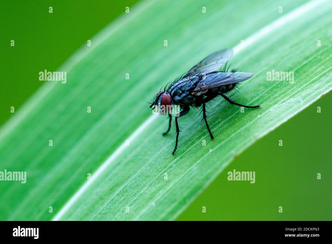 Greek grass hi-res stock photography and images - Alamy