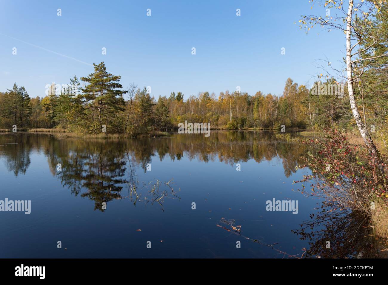 Territory of Sestroretsk swamp reserve. Saint-Petersburg. Russia Stock ...