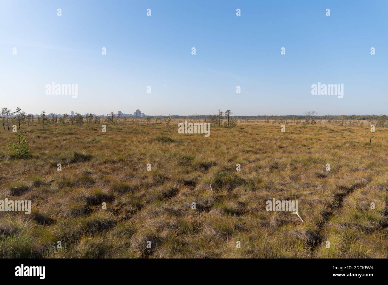Territory of Sestroretsk swamp reserve. Saint-Petersburg. Russia Stock ...