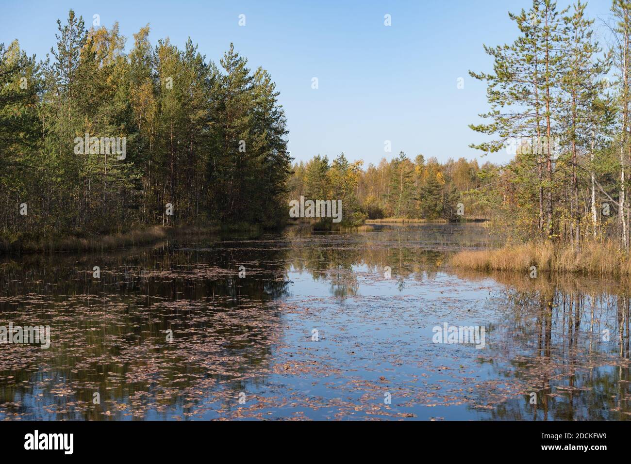 Territory of Sestroretsk swamp reserve. Saint-Petersburg. Russia Stock ...