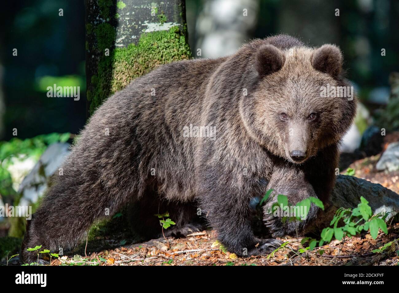 European brown bear (Ursus arctos arctos) in forest, in the wild ...
