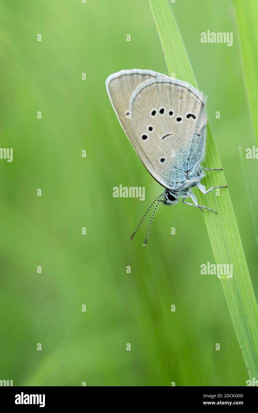 Gossamer winged butterfly (Lycaenidae) on a blade of grass with dew ...