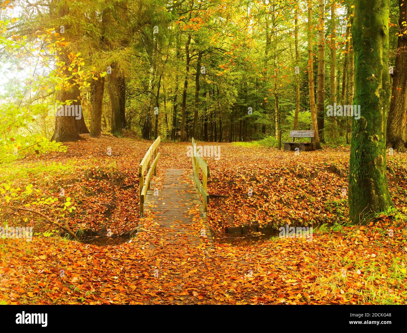 The Stikelkamp Forest Ecosystem at Gut Stikelkamp, Leer County, East ...