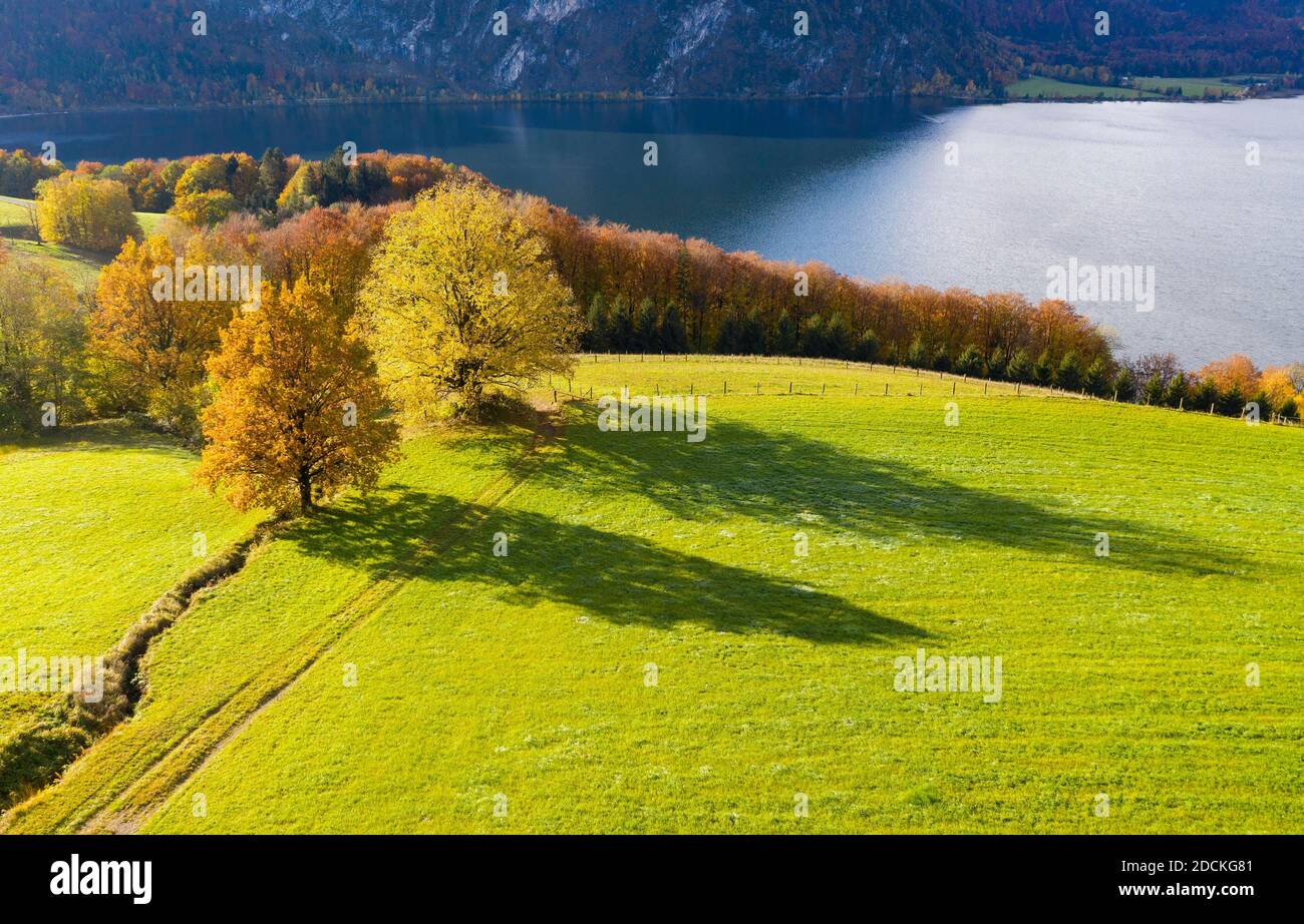 Aerial view oak tree hi-res stock photography and images - Alamy