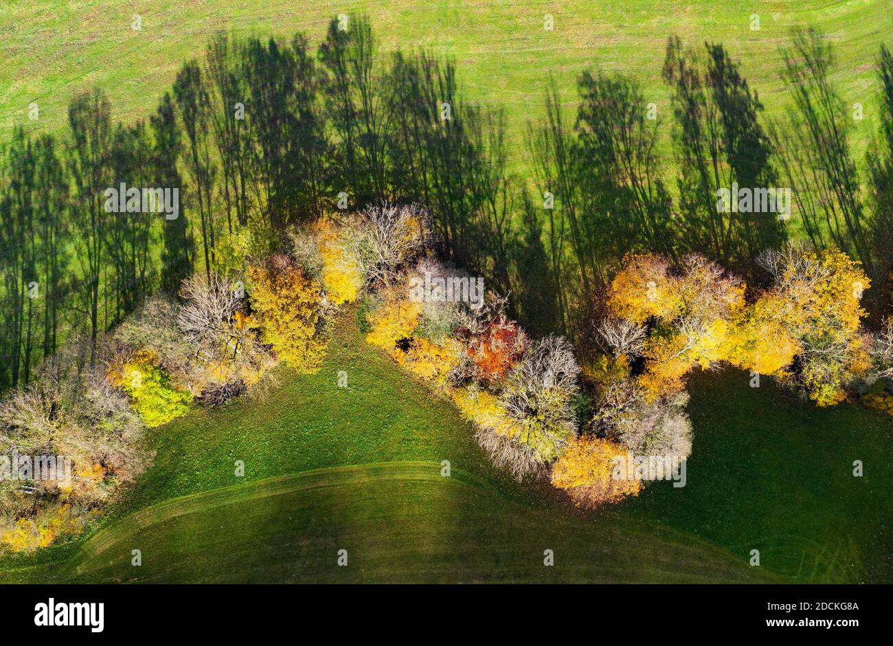 Autumnally discoloured deciduous trees with shadows, drone photograph ...