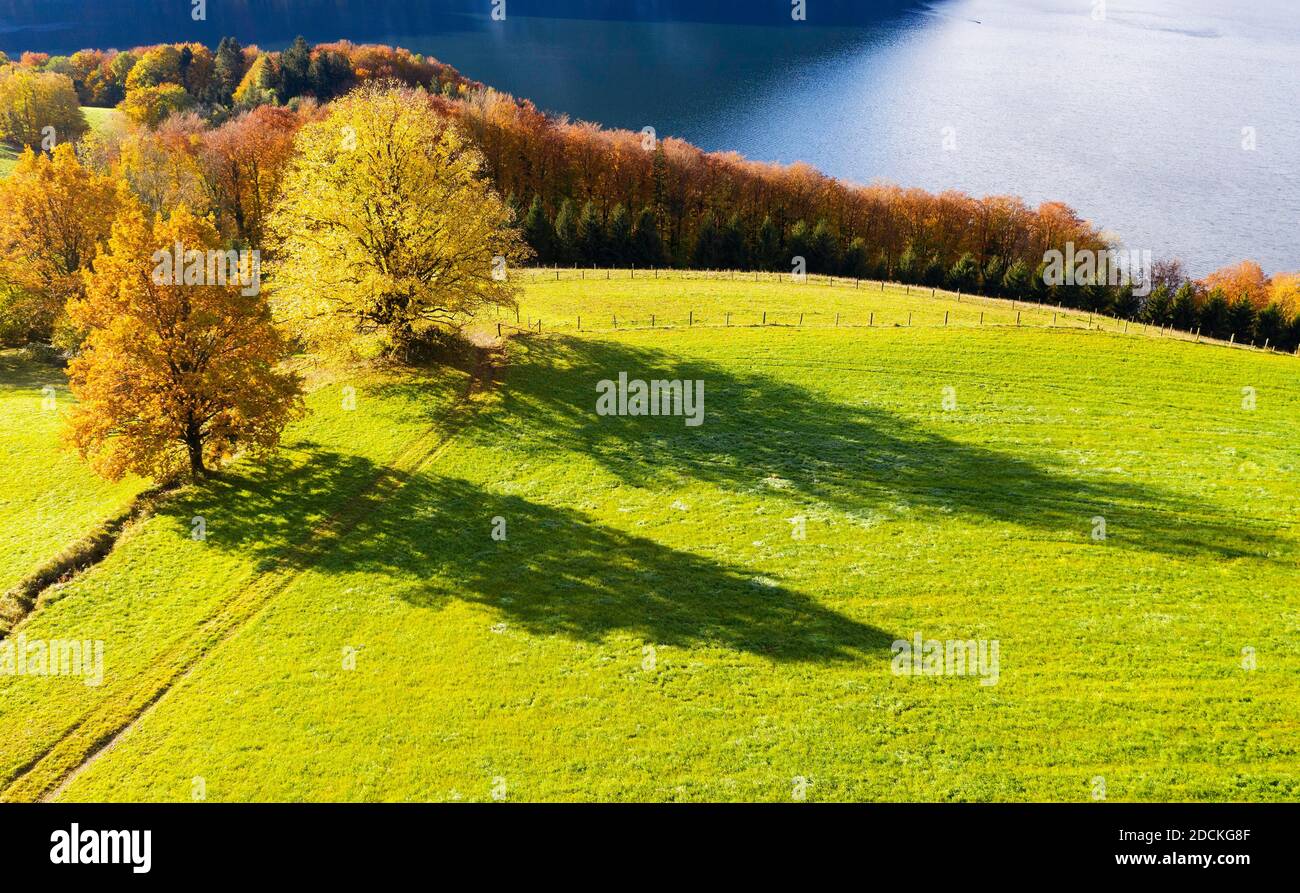 Aerial view oak tree hi-res stock photography and images - Alamy