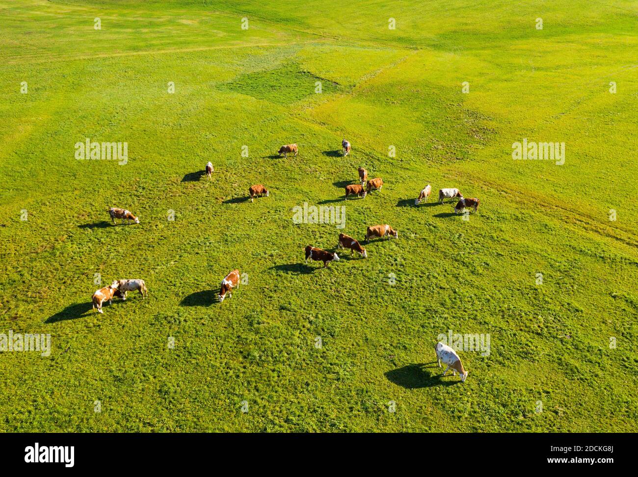 Cow drone hi-res stock photography and images - Alamy
