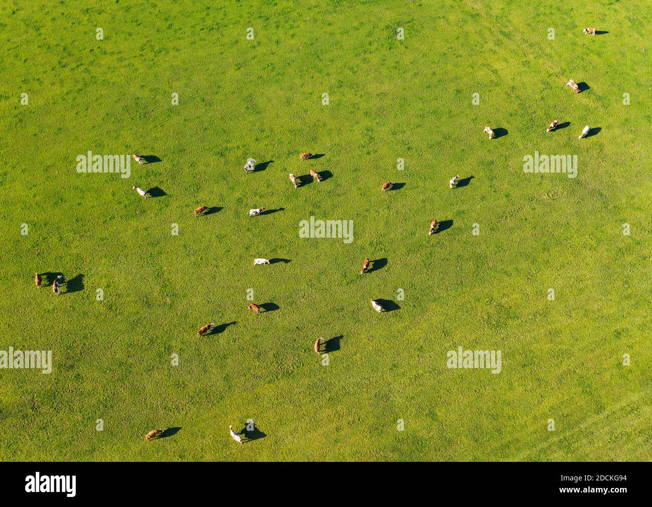 Cow herd on pasture, from above, drone shot, aerial view, Mondsee ...
