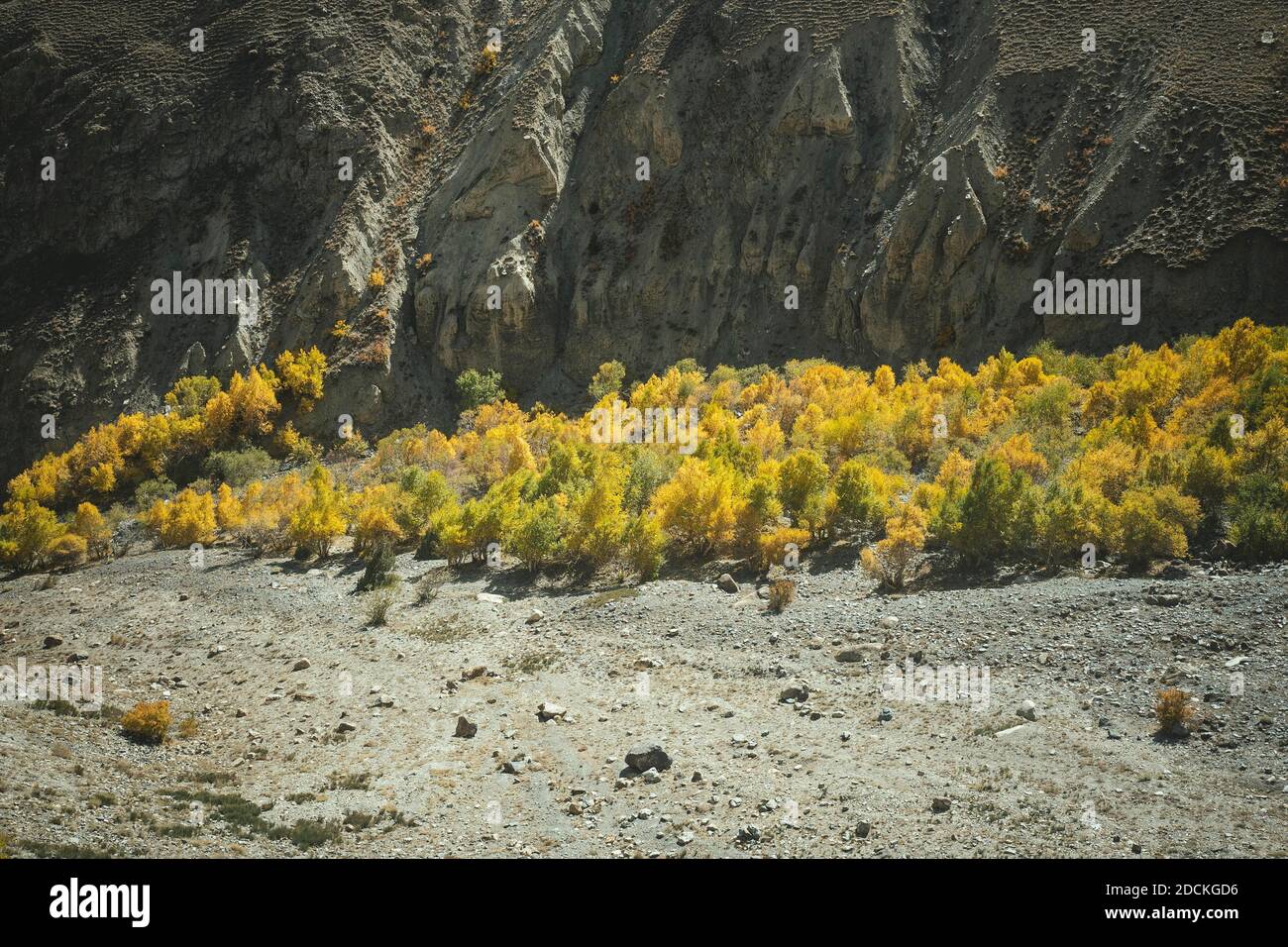 Trees glowing in autumn colours in front of a rugged rock face on a ...