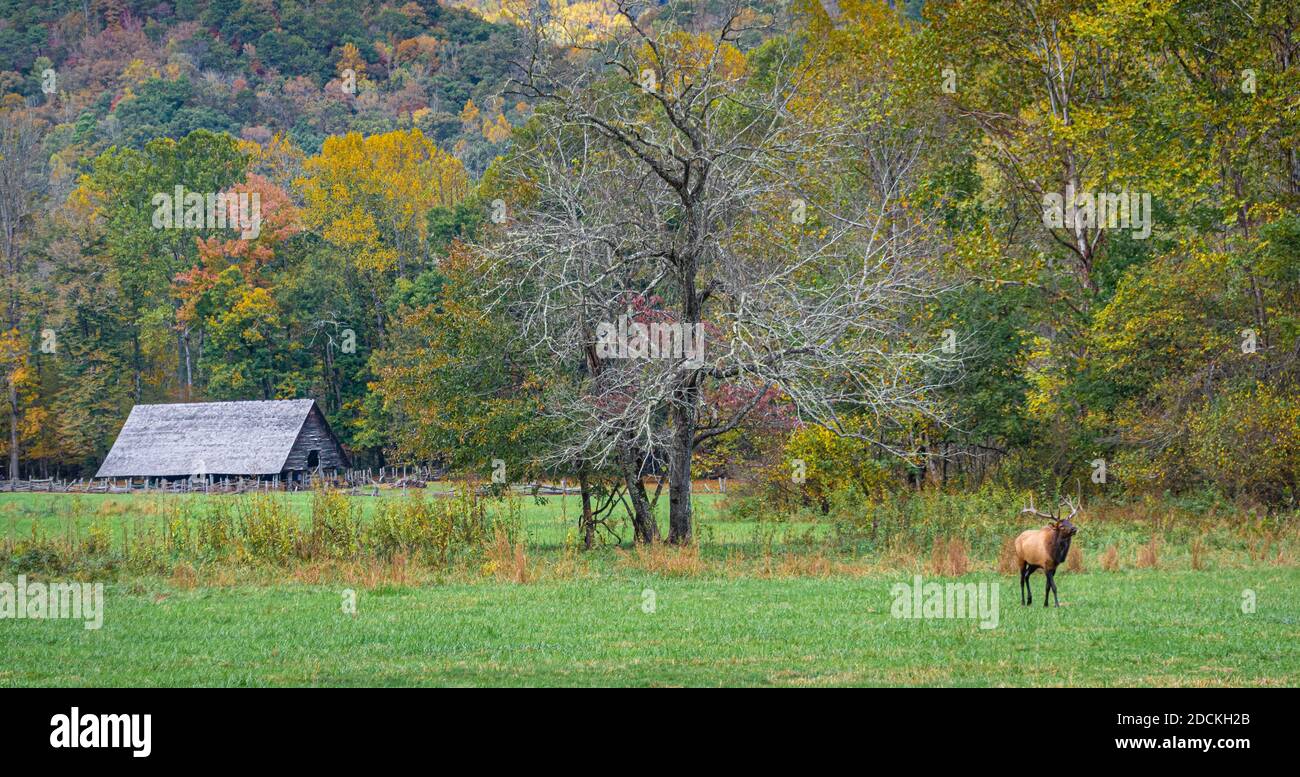 North carolina elk cherokee hi-res stock photography and images - Alamy