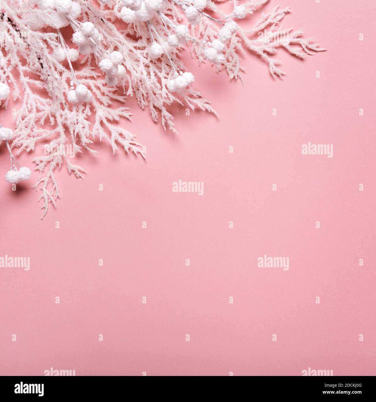 Winter holiday background in pastel colors. White frost branches with ...