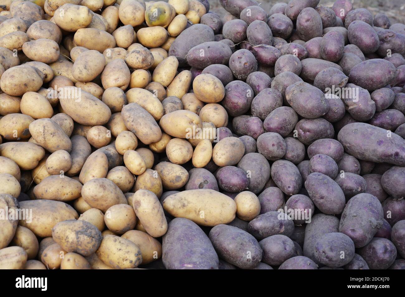 A close-up on two potato varieties harvest: round to oblong potato ...