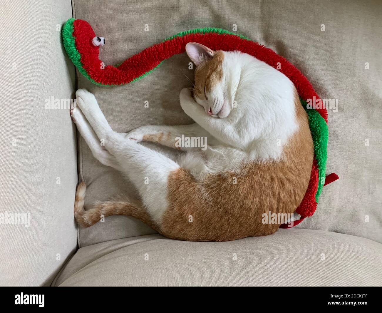 ginger cat huddle up and sleep Stock Photo - Alamy
