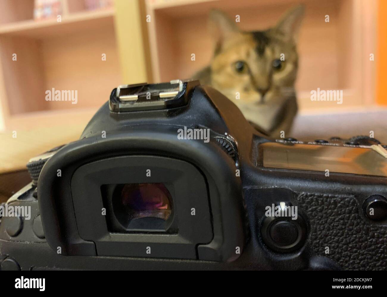 cat worry about the camera Stock Photo - Alamy