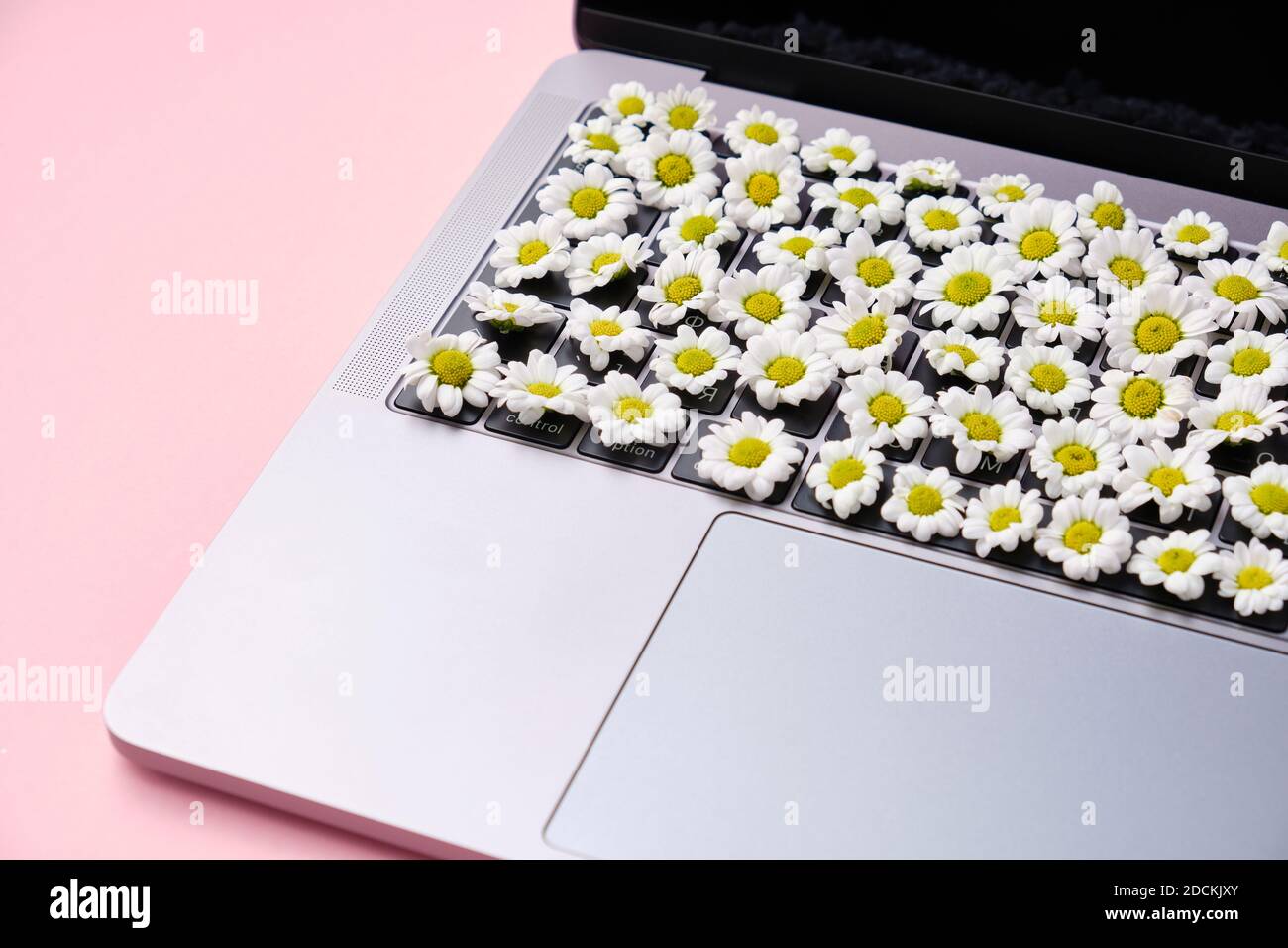 Spring Flowers Keyboard. Laptop with Flowers over pink background ...