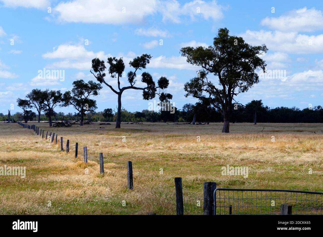 Rural farmland and fenceline, Muchea, Western Australia Stock Photo - Alamy