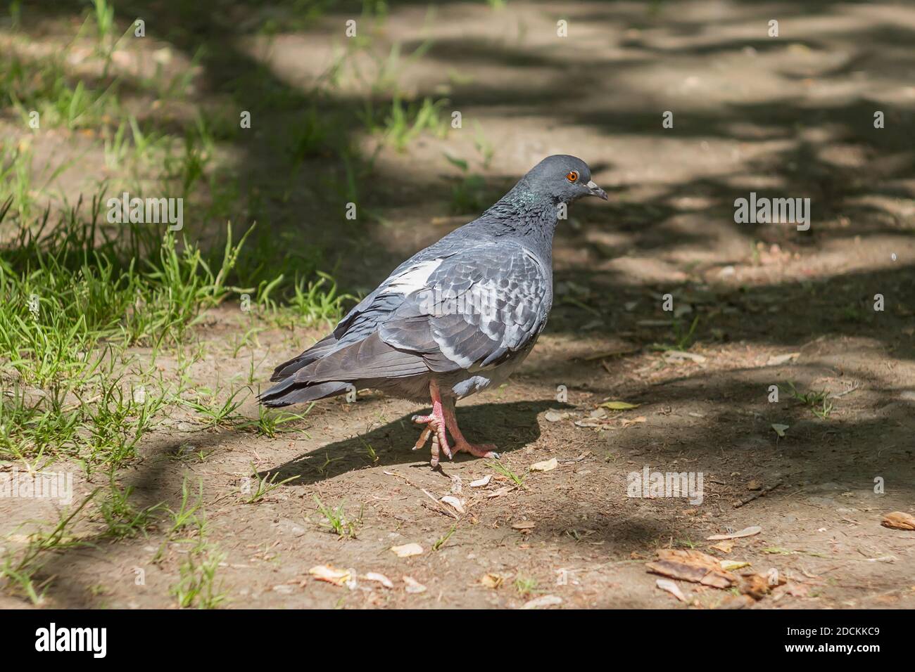 Pigeon walking in the park Stock Photo - Alamy