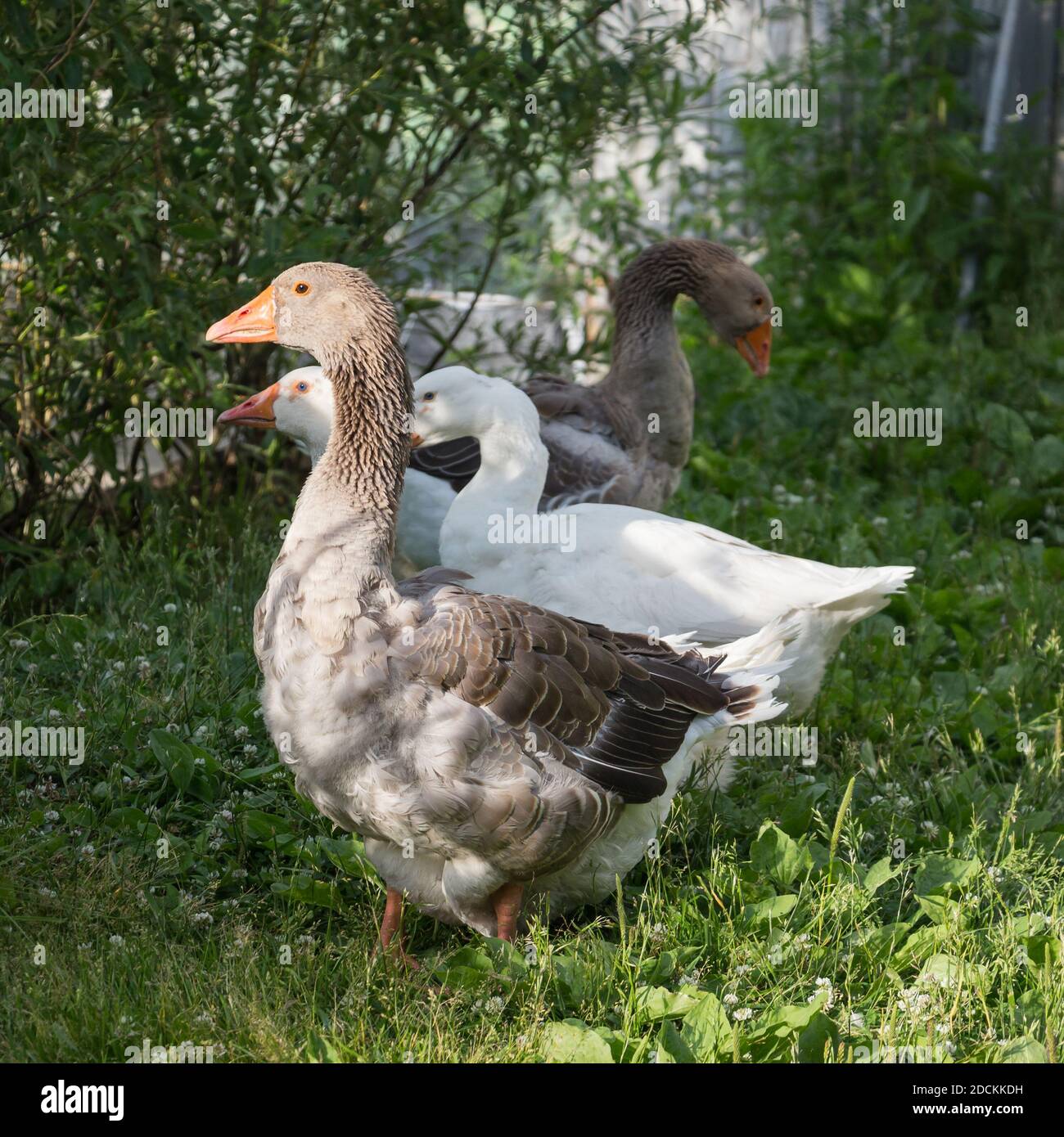 Beautiful geese in the green grass Stock Photo - Alamy