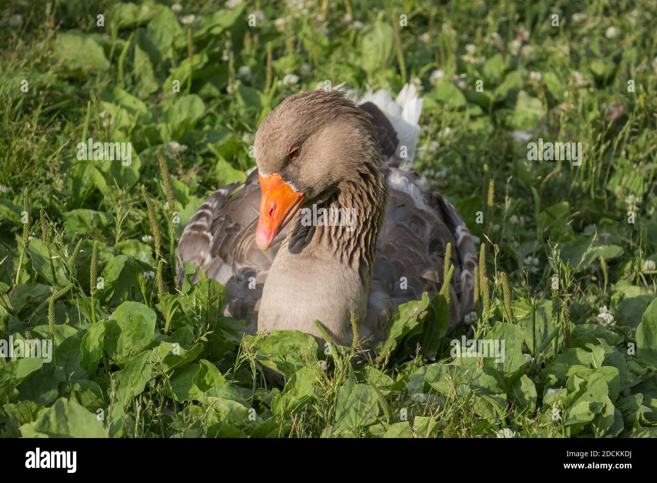 Beautiful goose sitting on green grass Stock Photo - Alamy