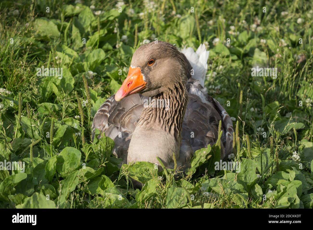 Beautiful goose sitting on green grass Stock Photo - Alamy