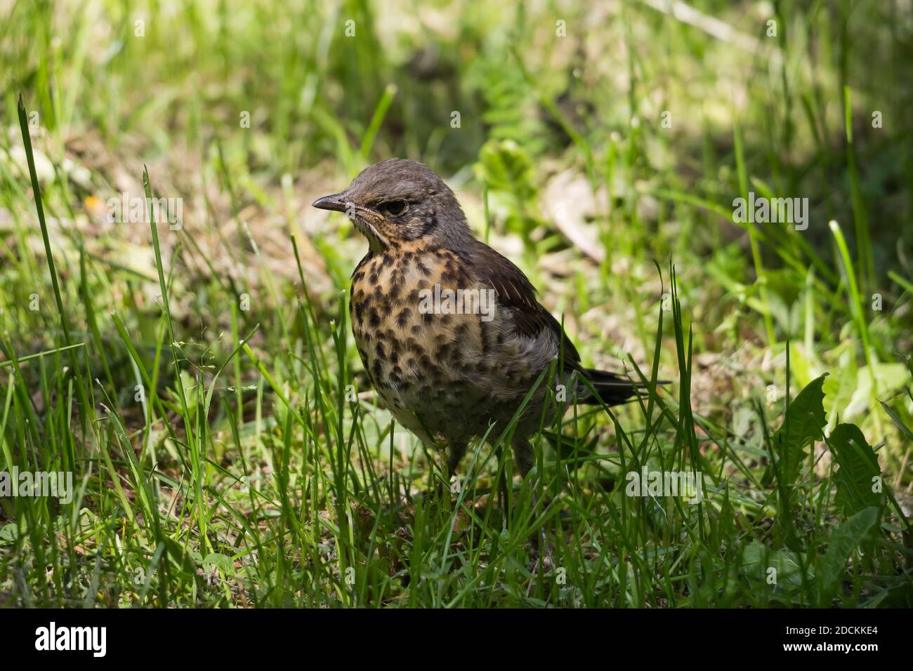 song thrush in the grass Stock Photo - Alamy