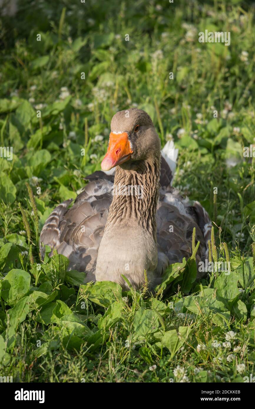 Beautiful goose hi-res stock photography and images - Alamy